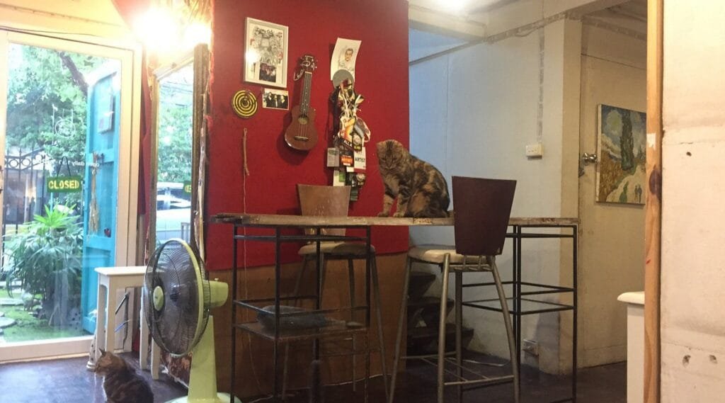 20 Best Cat Cafes in Bangkok [2025] - Caffeine Spots
