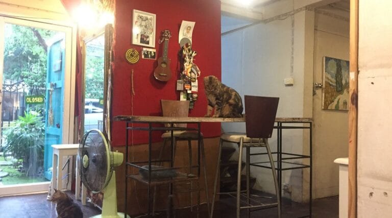 20 Best Cat Cafes in Bangkok [2025] - Caffeine Spots